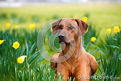 Cute Puppy, a Dog in a Wreath of Spring Flowers on a Flowering Stock ...