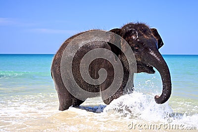 Happy Laughing Elephant Stock Photos - Image: 10276033