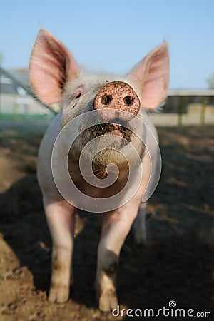 Happy Pig Snout Stock Images - Image: 19572584