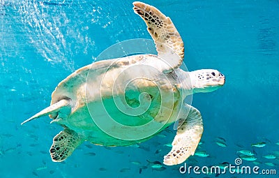 Happy Sea Turtles Stock Image | CartoonDealer.com #17339395