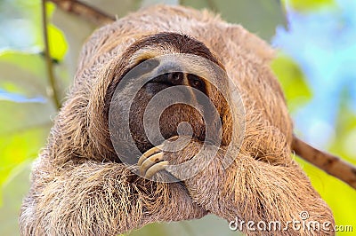 Happy Sloth Stock Photo - Image: 49063444