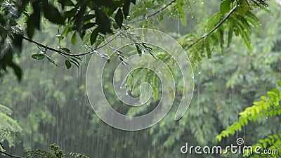 Hard Rain Falling on Tree in Garden Stock Video - Video of hard, branch ...
