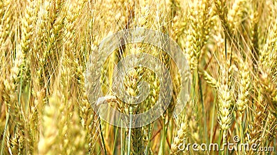 Harvest of Ripe Wheat and Ready To Pick (Barley, Rye)(4K) Stock Video ...