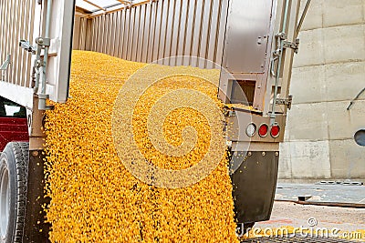 Motion Blur Of Corn Unloading From Truck At Grain Elevator Royalty-Free ...