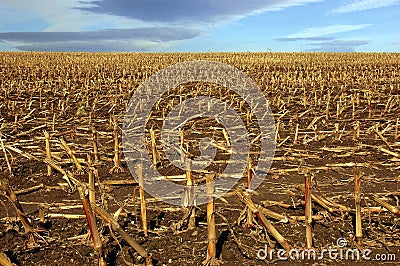 Harvested Cornfield In October Stock Photography - Image: 13118002
