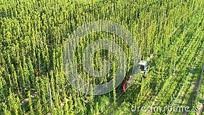 Harvesting Hops in the Field. Drone View. Stock Video - Video of ...