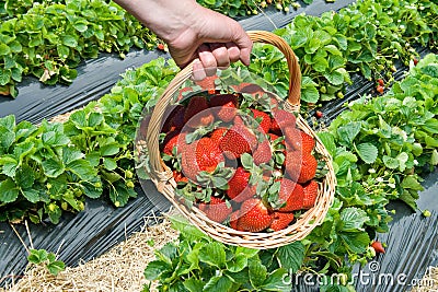 Harvesting Strawberries Stock Images - Image: 14167964