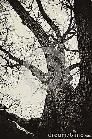 Old Scary Tree with Angry Face in Woods Stock Image - Image of evening ...