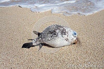 Hawaiian Spotted Pufferfish Aka Toad Fish Washed Up On A Beach Stock ...