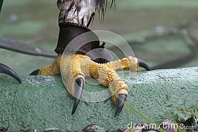 Hawk Claw Royalty Free Stock Image - Image: 1576856