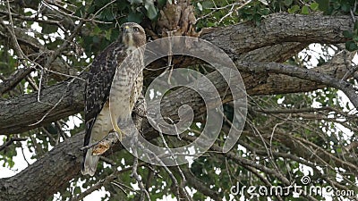Hawk Screeching from Tree, Close, 4K Stock Video - Video of park ...