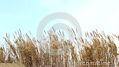 Hay Blowing in the Wind Timelapse with Clouds Moving in the Background ...