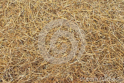 Hay Texture Royalty Free Stock Images - Image: 15801839
