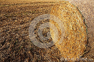 Haystack Texture Background Stock Image | CartoonDealer.com #43608625