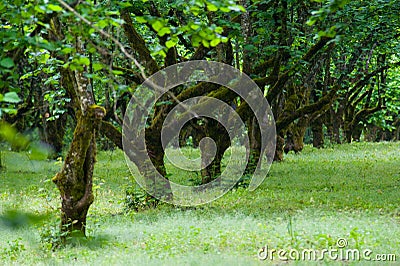 Hazelnut Trees Royalty Free Stock Photos - Image: 7440948