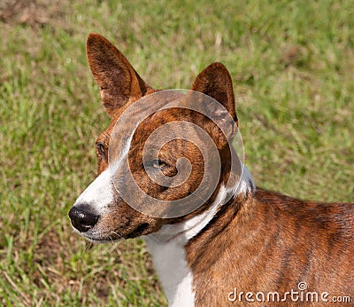 Head Of A Brindle Basenji Stock Image - Image: 21098991