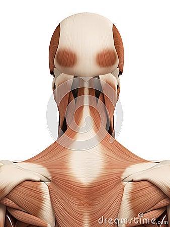 Muscles of the head stock illustration. Illustration of rendered ...