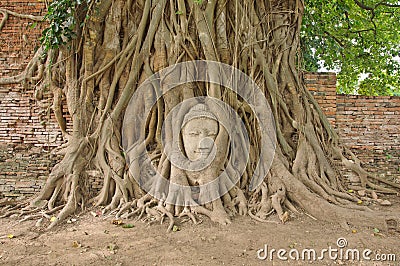 Head Of Sandstone Buddha In The Bodhi Tree Roots Stock Image - Image ...