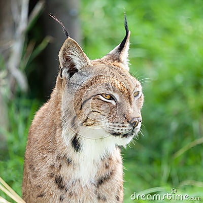 One Linx looking stock image. Image of spotted, kitty, lynx - 596283