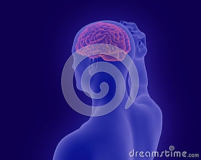 Headache X-ray Scan Of Human Body With Visible Brain 3d Render Royalty ...