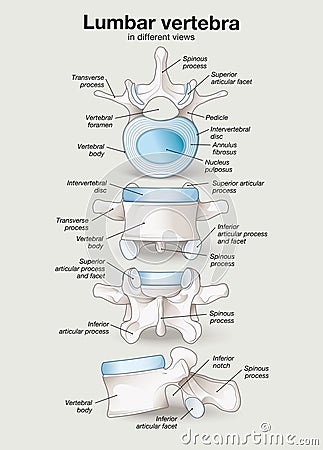 Healthy Lumbar Vertebrae. Different Views. Labeled Illustration Royalty ...
