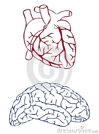 Heart And Brain Royalty Free Stock Photo - Image: 2032275