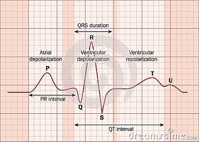 Heart ECG Vector Illustration | CartoonDealer.com #46354916