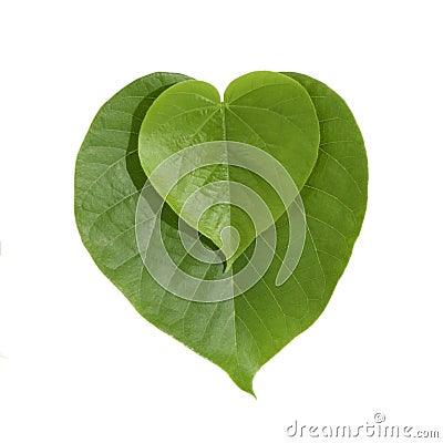 Heart Shaped Green Leaves Stock Photos - Image: 3172493