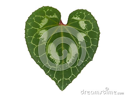 Heart-Shaped Leaf Royalty Free Stock Images - Image: 4205229