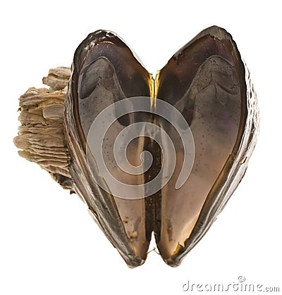 Heart Shaped Mussel Shell Royalty-Free Stock Image | CartoonDealer.com ...