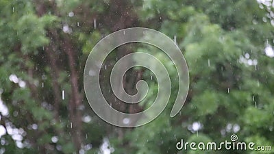 Heavy Rain Falling before Windy Background Trees Stock Footage - Video ...