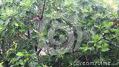 Heavy Rain in the Forest. Trees and Pouring Rain Stock Video - Video of ...