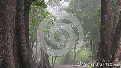 Heavy Rain in the Rainforest Stock Video - Video of park, outdoor: 65958339