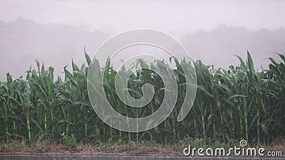 Heavy Rain and Wind Blowing a Field of Corn Stock Footage - Video of ...