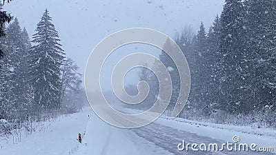 Heavy Snowfall on a Winter Road in the Forest Stock Video - Video of ...
