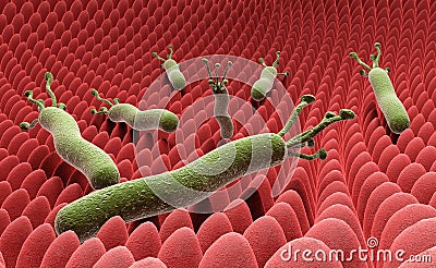 Helicobacter Pylori On The Surface Of The Stomach 3d Render On W ...