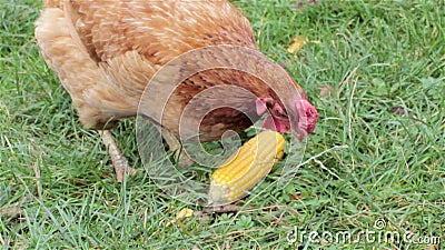 Hen Eating Corn on the Grass Stock Footage - Video of feather, industry ...