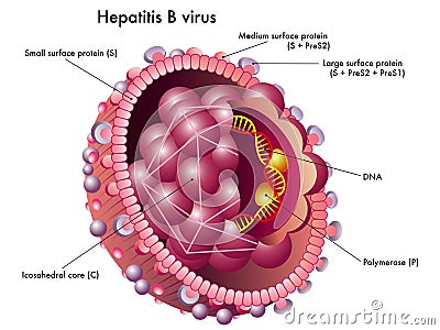 Hepatitis B Virus Royalty Free Stock Image - Image: 22144156