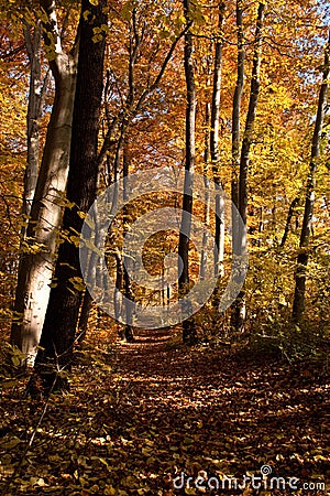 Herbstlicher Wald Lizenzfreie Stockfotos - Bild: 11617768