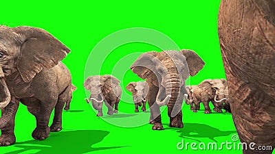 Herd of Elephants Walking Front Green Screen Stock Footage - Video of ...