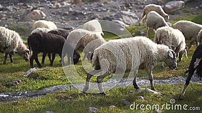 Herd of Multi-colored Beautiful Pockmarked Sheep Closeup Walks Along ...
