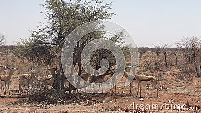 Herd of springboks stock footage. Video of namibia, small - 168031216