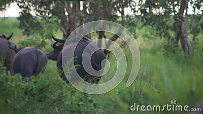 A herd of buffalo running stock footage. Video of reserve - 99615458
