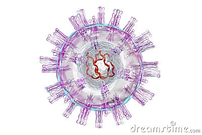 Herpes Simplex Virus Structure Royalty-Free Illustration ...