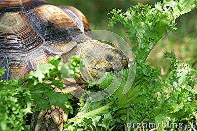 Het Eten Van De Schildpad Stock Foto - Afbeelding: 7305890