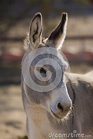 Het Gezicht Van De Ezel Royalty-vrije Stock Foto - Afbeelding: 7197495