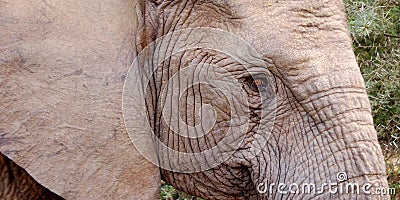 Het Oog Van De Olifant Royalty-vrije Stock Foto - Afbeelding: 5215325