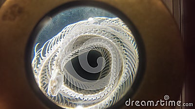 Het Skelet Van De Slang Stock Foto - Afbeelding: 54281703