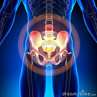 Heup/Sacrum/Schaambeen/Ischium/Ilium - Anatomiebeenderen Royalty-vrije ...