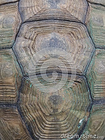 Hexagon Shape Turtle Shell Texture Background Royalty-Free Stock ...